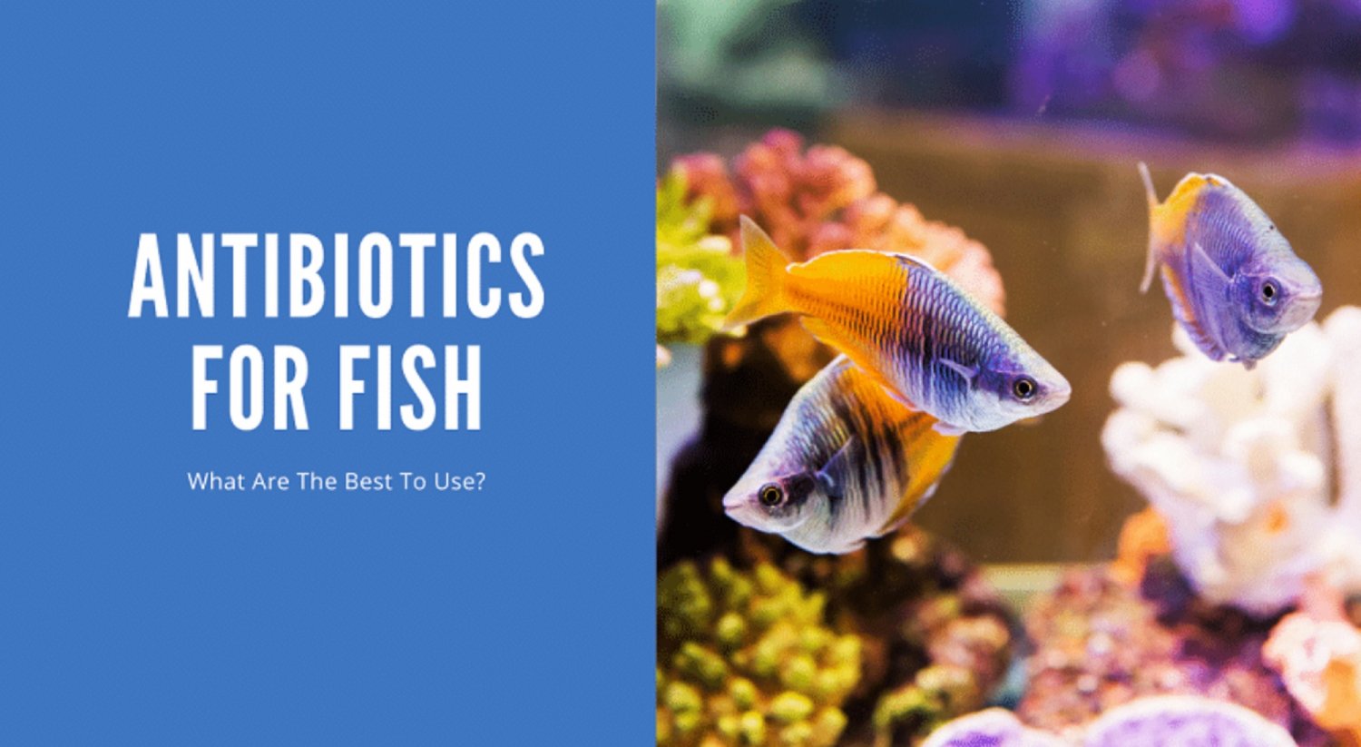 Fish Mox Forte Aquarium Treatment 250mg/500mg 75 Capsules Blister Pack ...