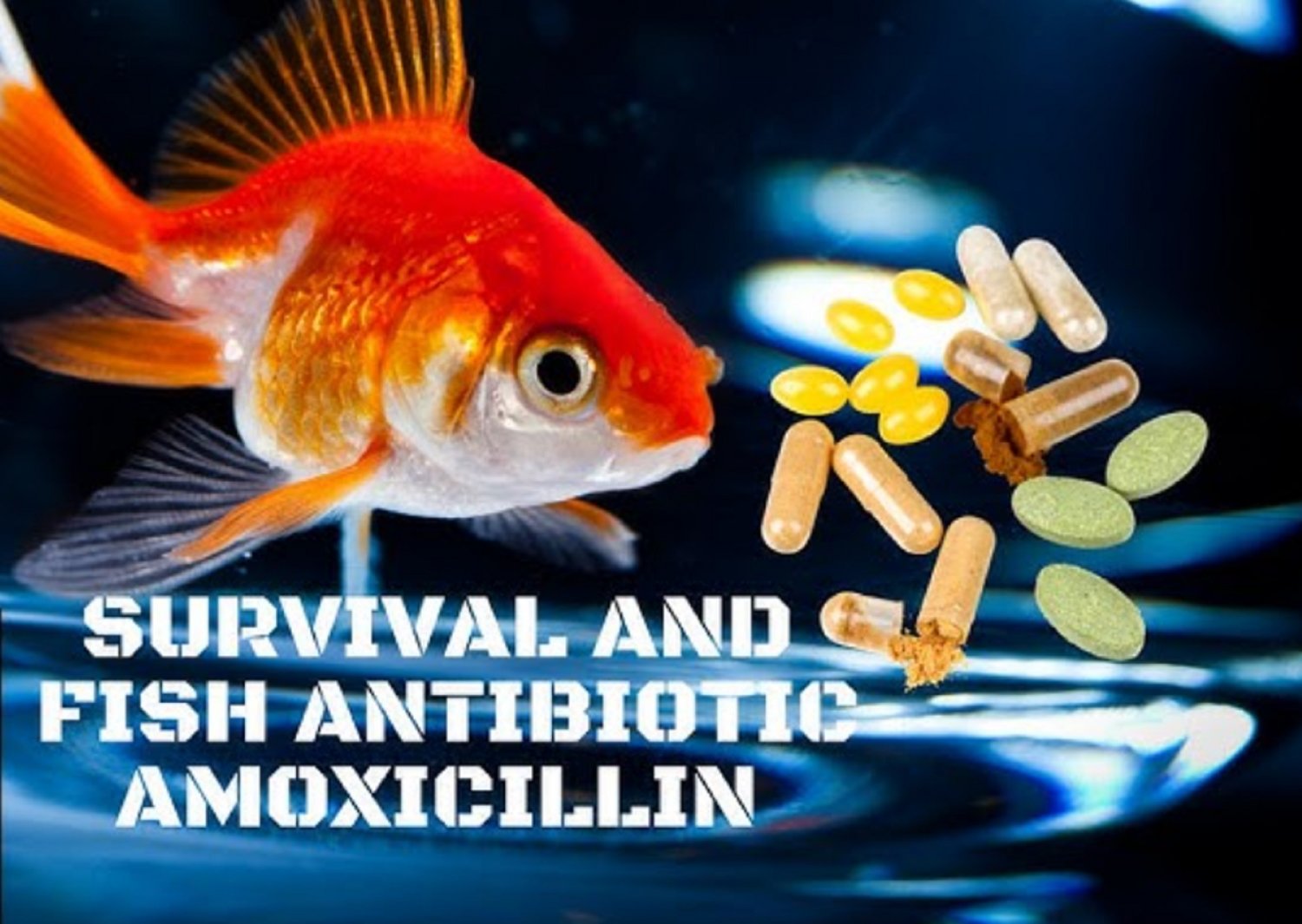 Fish Mox Forte Aquarium Treatment 250mg/500mg 75 Capsules Blister Pack ...