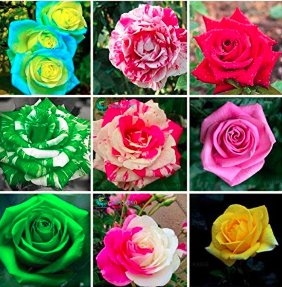 200 Mixed 9 Kinds Of Rare Rose Flower Together Beautiful Bonsai Rose ...