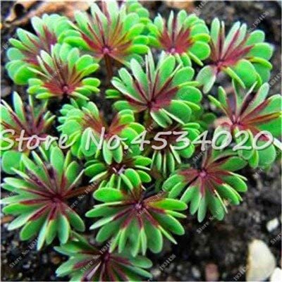 100 Rare Oxalis Versicolor Plants World S Rare Flowers