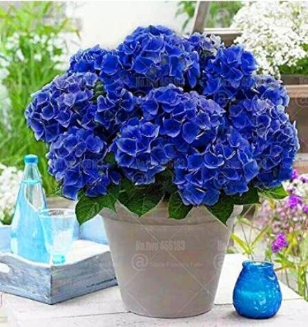 50 Hydrangea Fresh Seeds Dark Blue Ball Type Flowers