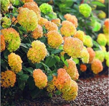 100 Rare Hydrangea Fresh Seeds Light Orangish Red With Green Colors