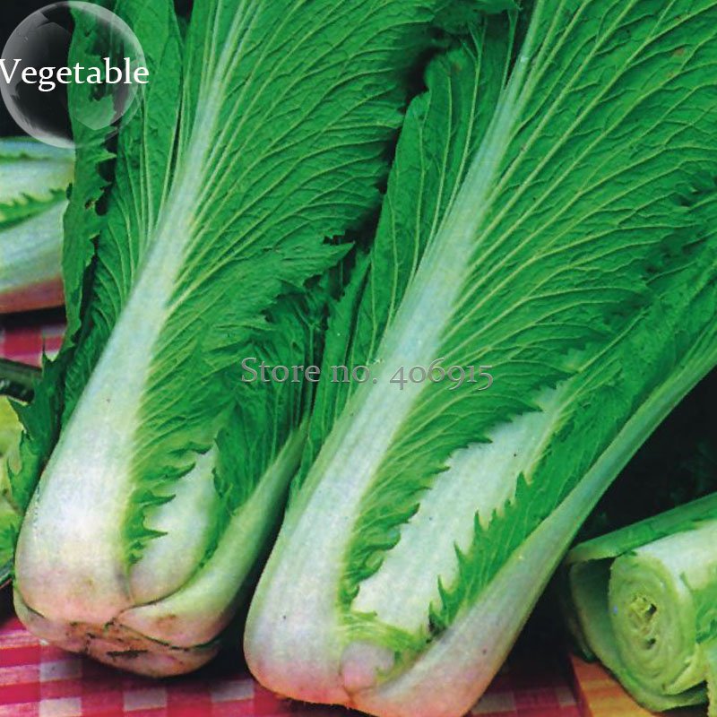 200 Fresh Seeds Wong Bok Chinese Green Napa Cabbage Organic Mandarin ...