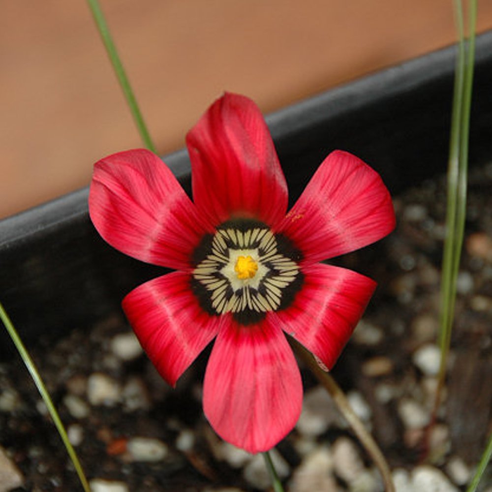 3 Rare Romulea Amoena South African Crocus Carmine Red Flowers Fresh ...