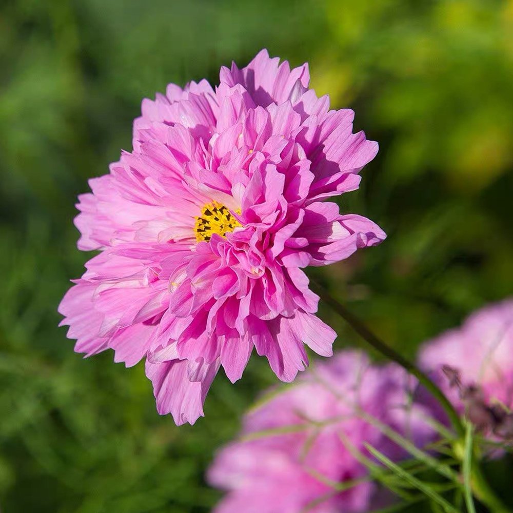 100 Fresh Seeds Cosmos Bipinnatus Double Click Rose Bonbon