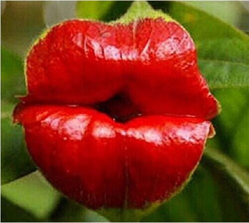 100 Rare Sexy Red Lip Flower Fresh Seeds Rare Seed