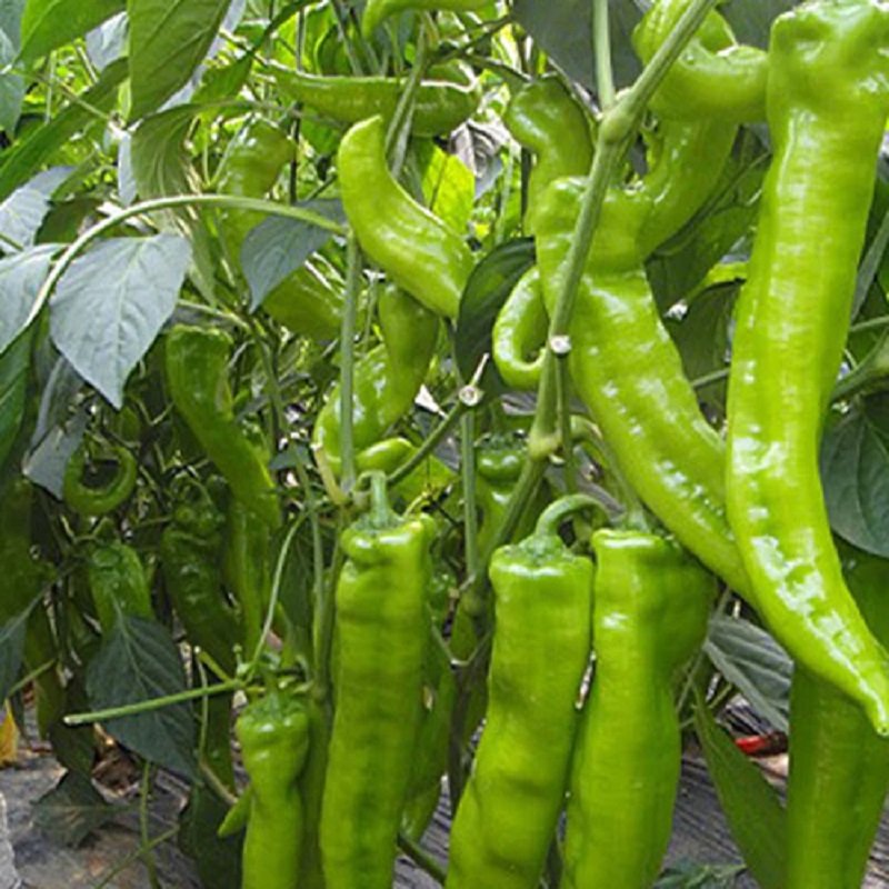 30 Green Sweet Devil'S Horn Pepper Seeds Organic Fresh Seeds