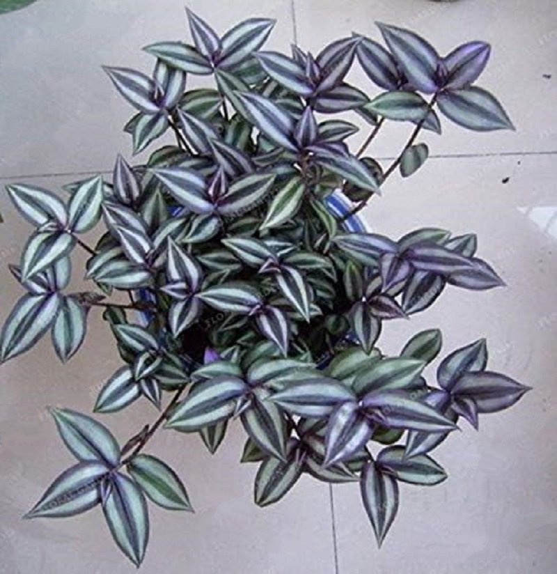 100 Zebrina Pendula Seeds Sacred Japanese Schnizl Fresh Seeds