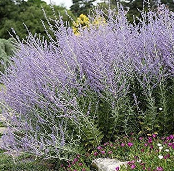 60 Perovskia Atriplicifolia Russian Sage Seeds Perennial Organic Fresh ...