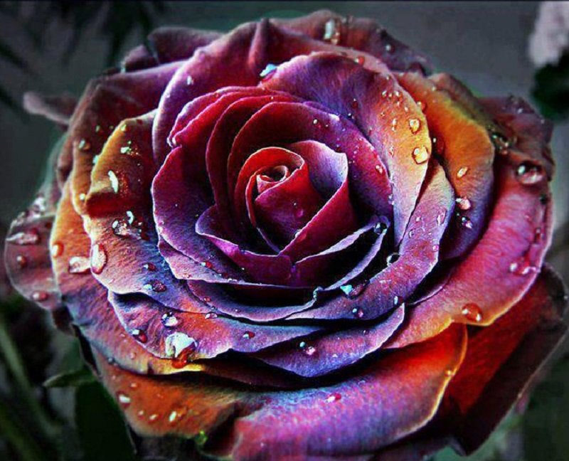 50 Rare Fire Phoenix Rose Seeds Flower Tree Fresh Seeds
