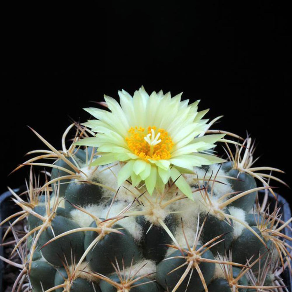 10 Coryphantha Pycnacantha Seeds Rare Cactus Succulent Plants Fresh Seeds