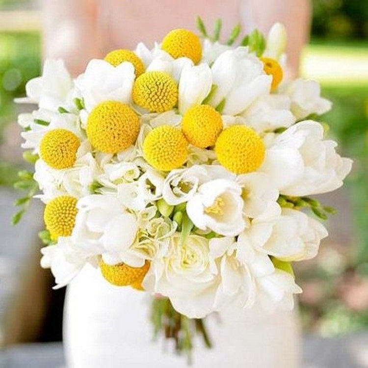 40 Billy Buttons Flower Seeds Garden Fresh Seeds