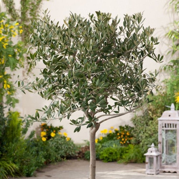 5 Canino Olive Tree Seeds Garden Fresh Seeds