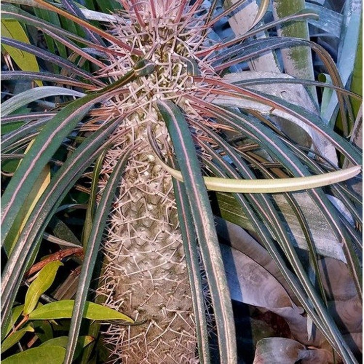 10 Tin Woodsman Palm Tree Seeds Garden Fresh Seeds