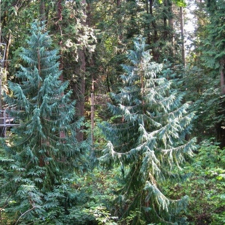 30 Chinese Coffin Tree Seeds Garden Fresh Seeds