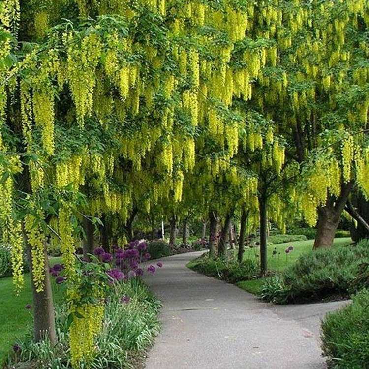 25 Golden Shower Tree Seeds Garden Fresh Seeds