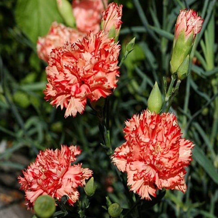 50 Carnation Chabaud Flower Seeds Garden Fresh Seeds