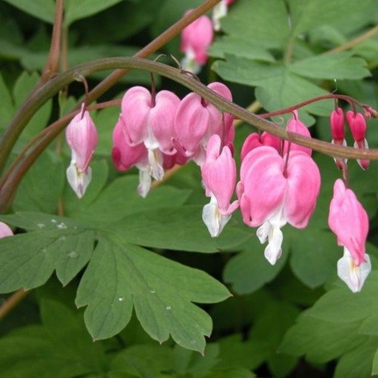 10 Fringed Bleeding Heart Plant Seeds Garden Fresh Seeds
