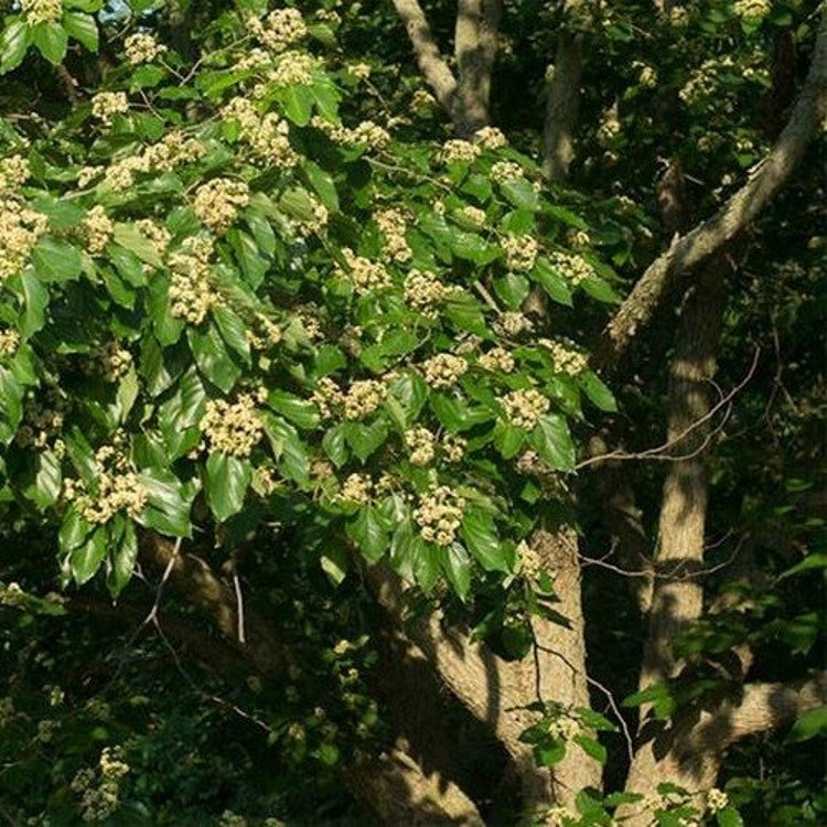 15 Japanese Raisin Tree Seeds Garden Fresh Seeds