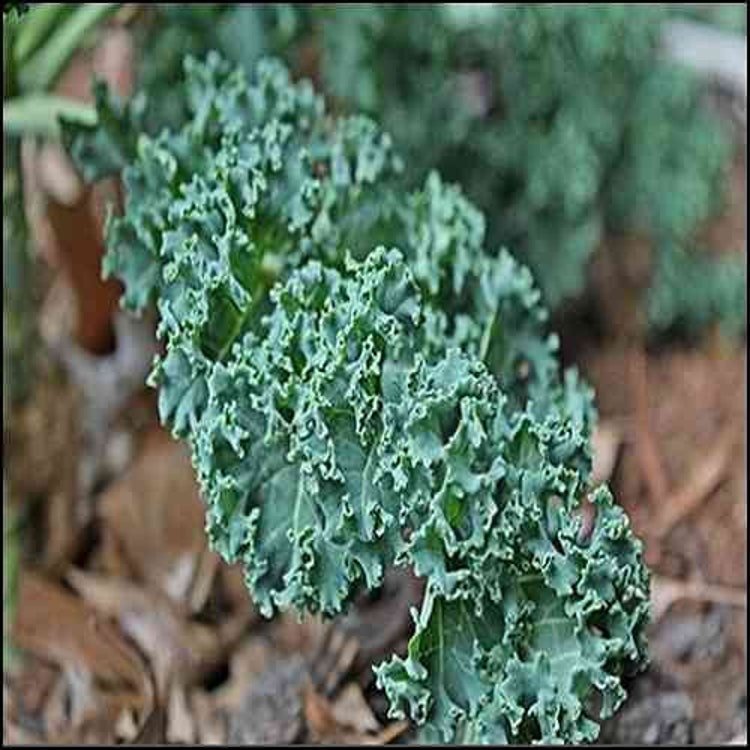 30 Kale Vates Blue Scotch Curled Vegetable Seeds Garden Fresh Seeds