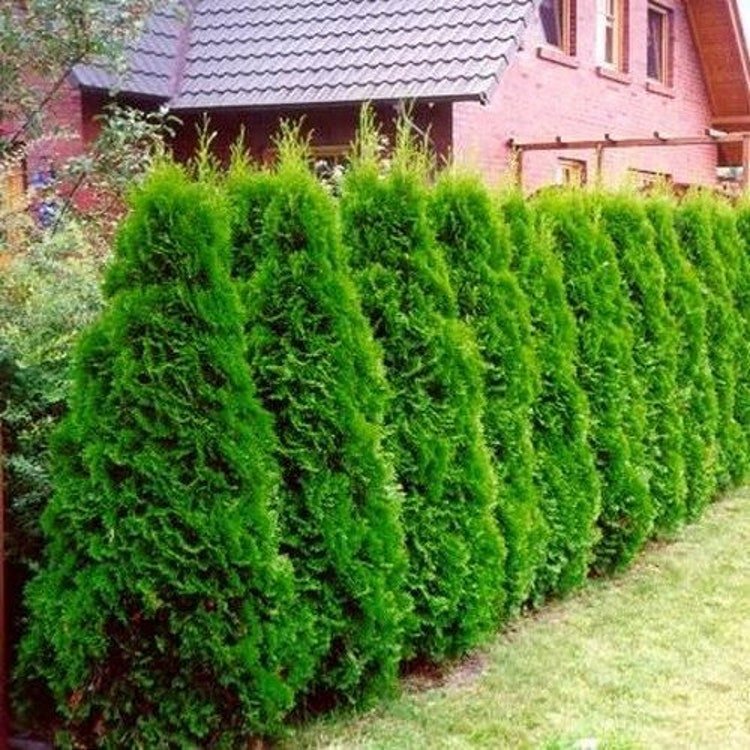 20 American Arborvitae Tree Seeds Garden Fresh Seeds