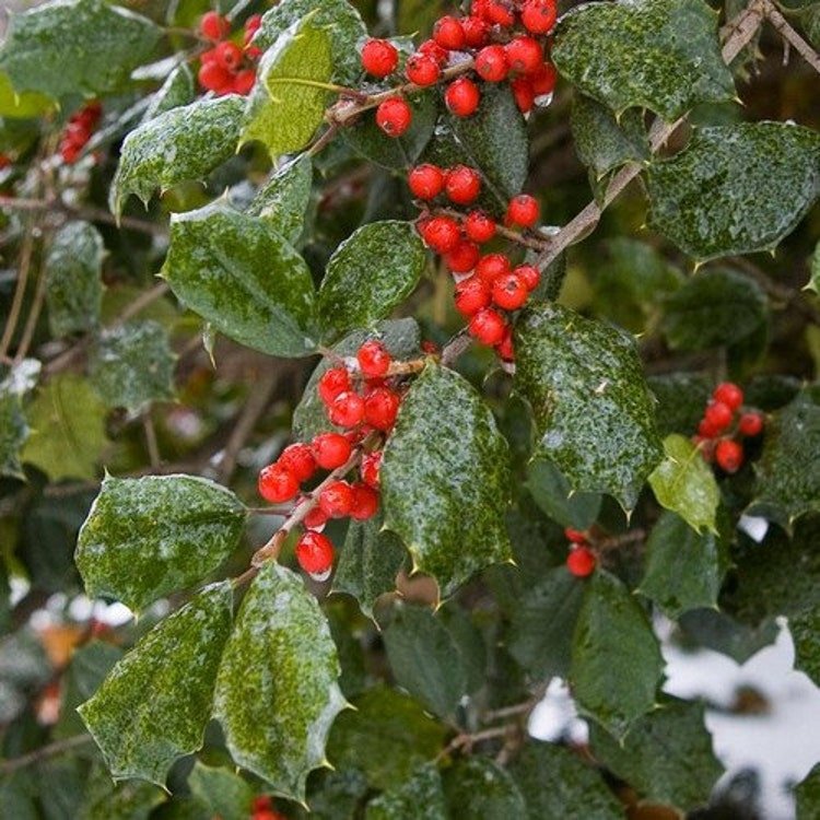 20 American Holly Tree Seeds Garden Fresh Seeds