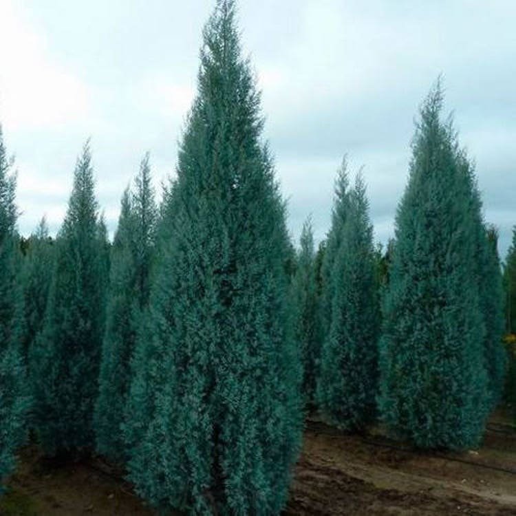 25 Arizona Cypress Tree Seeds Garden Fresh Seeds