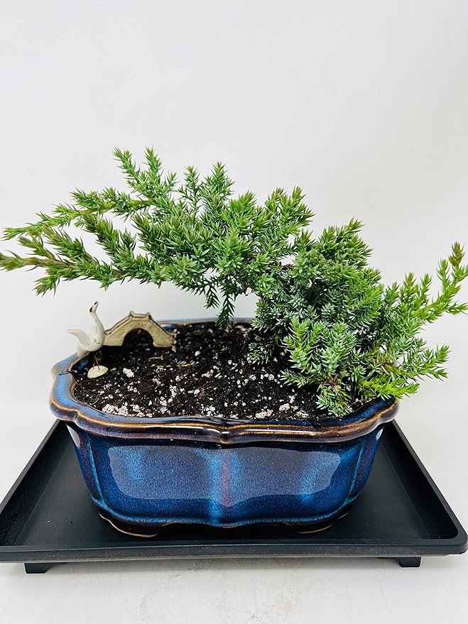 50 Mini Juniper Tree Seeds Office Bonsai Purify Fresh Plant Seeds