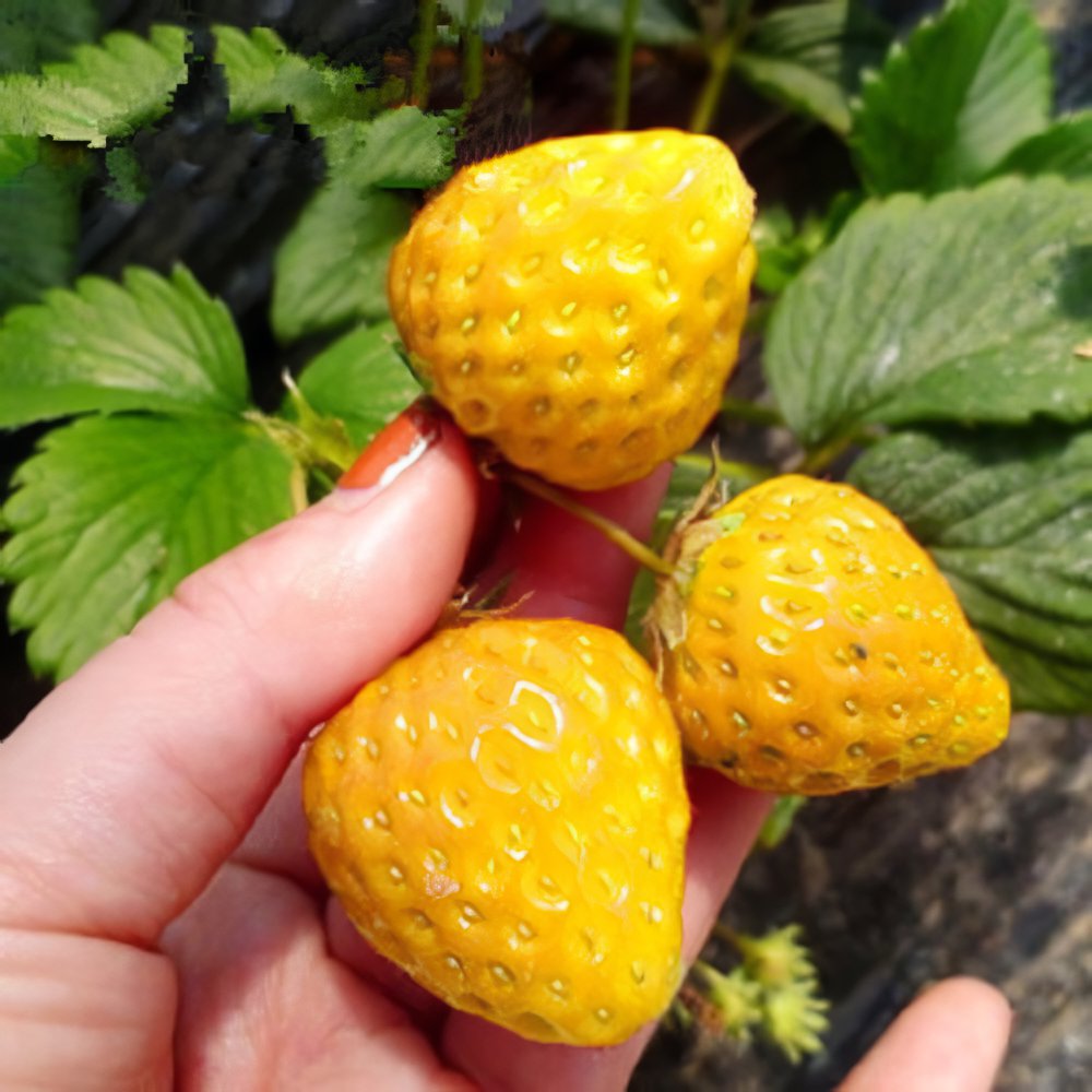 600 Seeds Giant Strawberry Yellow Color Fresh Seeds