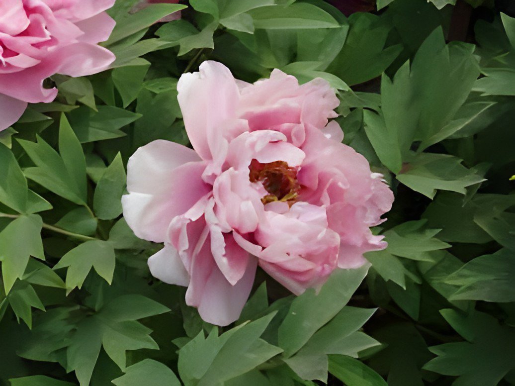 10 Seeds Heirloom 'Zi Zhu Pan' Red Light Fragrant Peony Shrub Flower ...