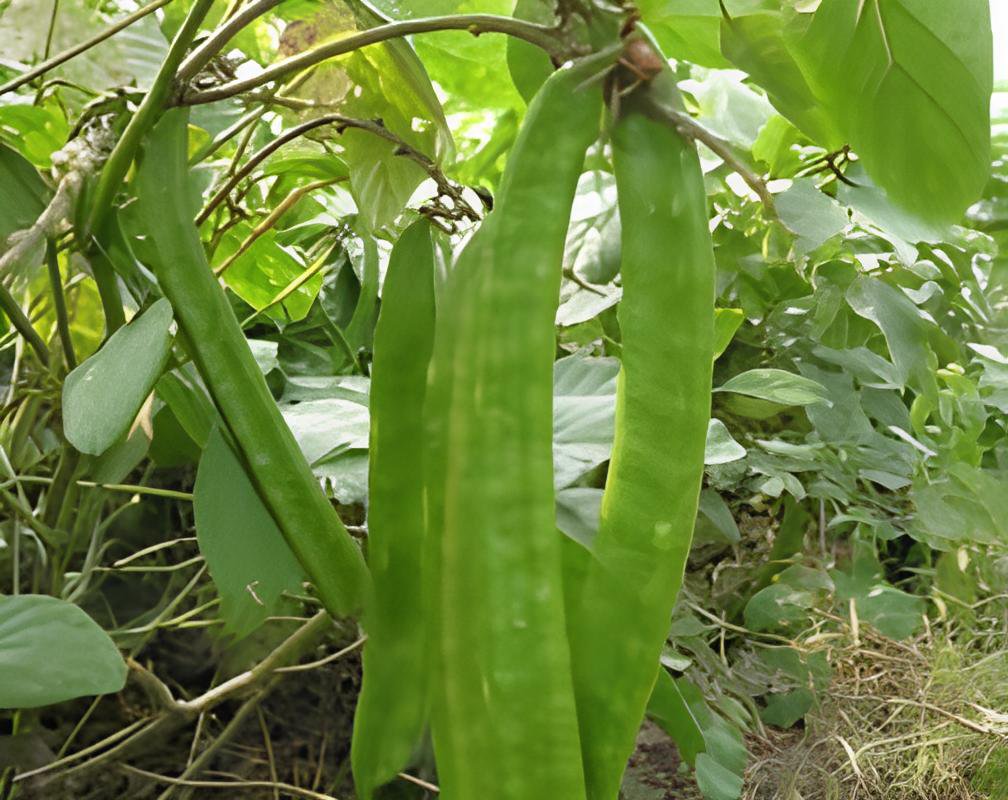 6 Seeds Heirloom Brazil Nut Sword Bean Vegetable Organic Fresh Seeds