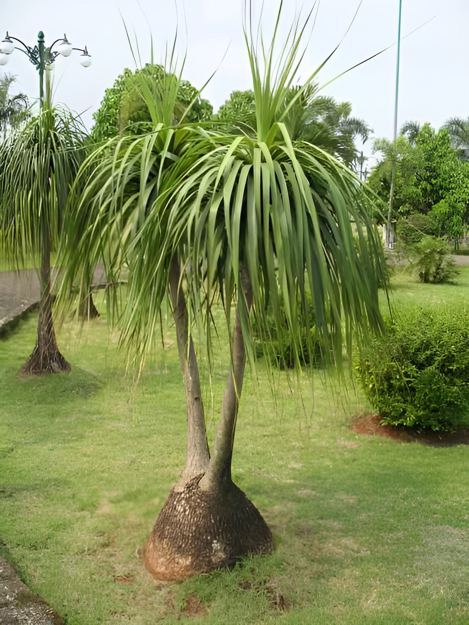 40 Seeds Ponytail Palm Elephant's Foot Fresh Seeds