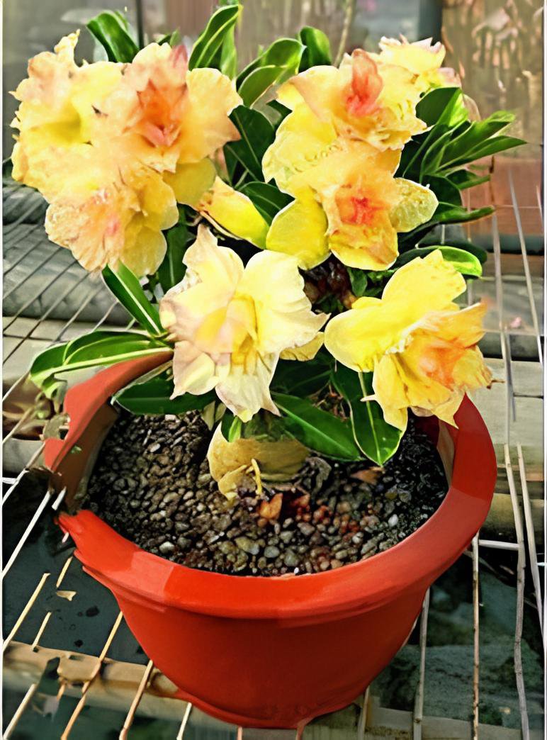 4 Seeds Adenium Light Yellow-to Dark Red Single Petals Bonsai Flower ...