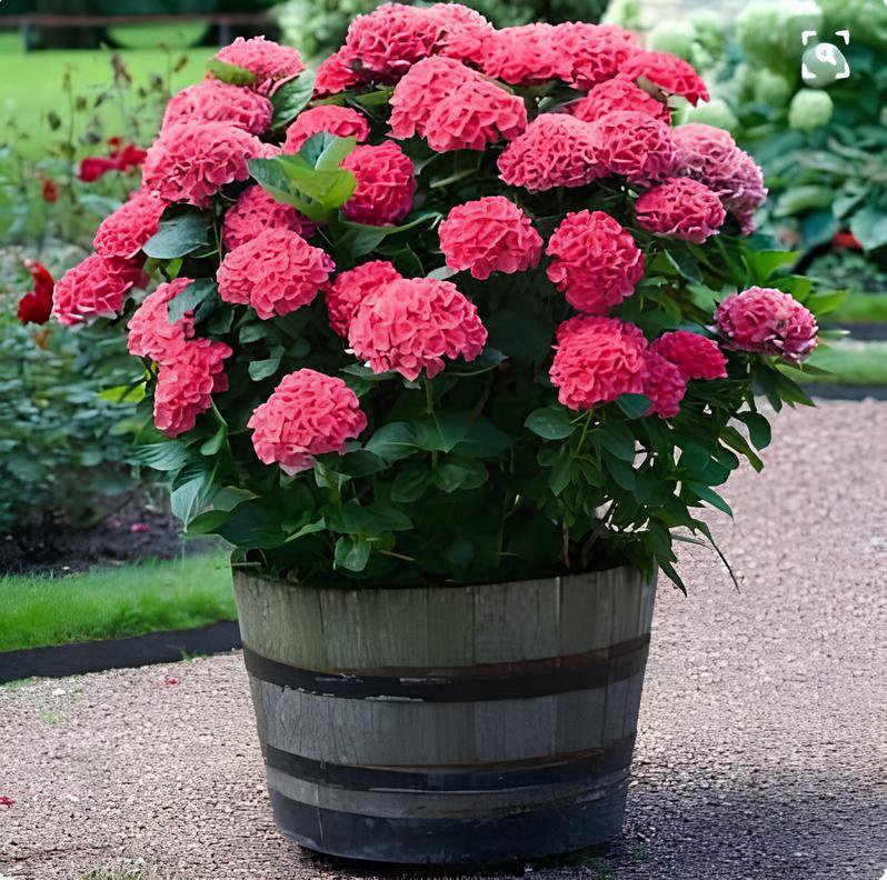 100 Seeds Hydrangea Bonsai Paniculata 'Vanilla Fraise Fresh Seeds