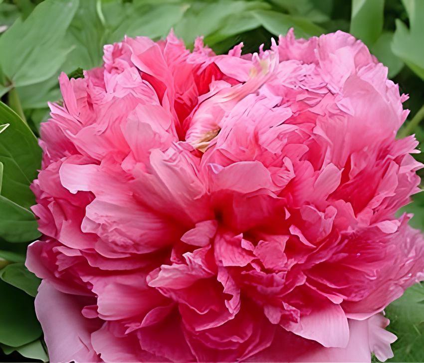 10 Seeds Jin Zhang Fu Rong' Big Red Peony Tree Fresh Seeds