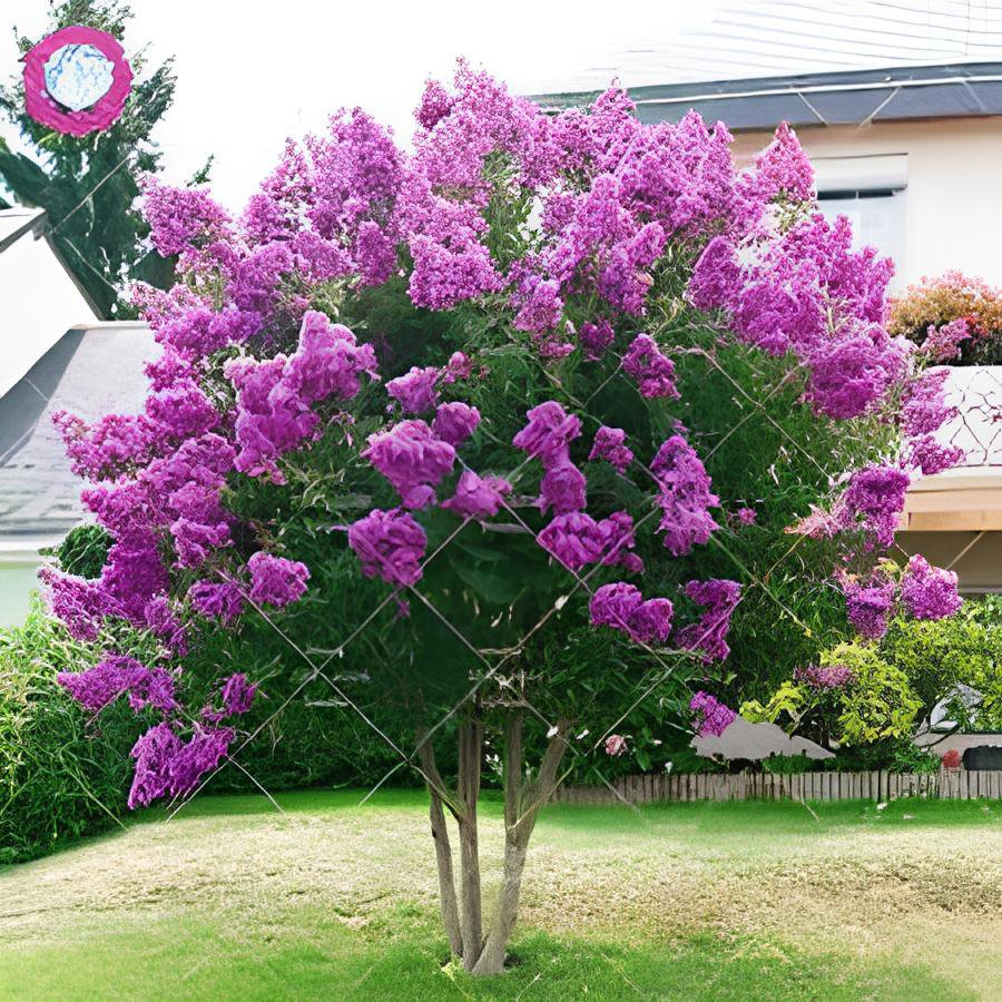 200 Seeds Crape Myrtle - Lagerstroemia Indica 'Natchez' Perennial ...