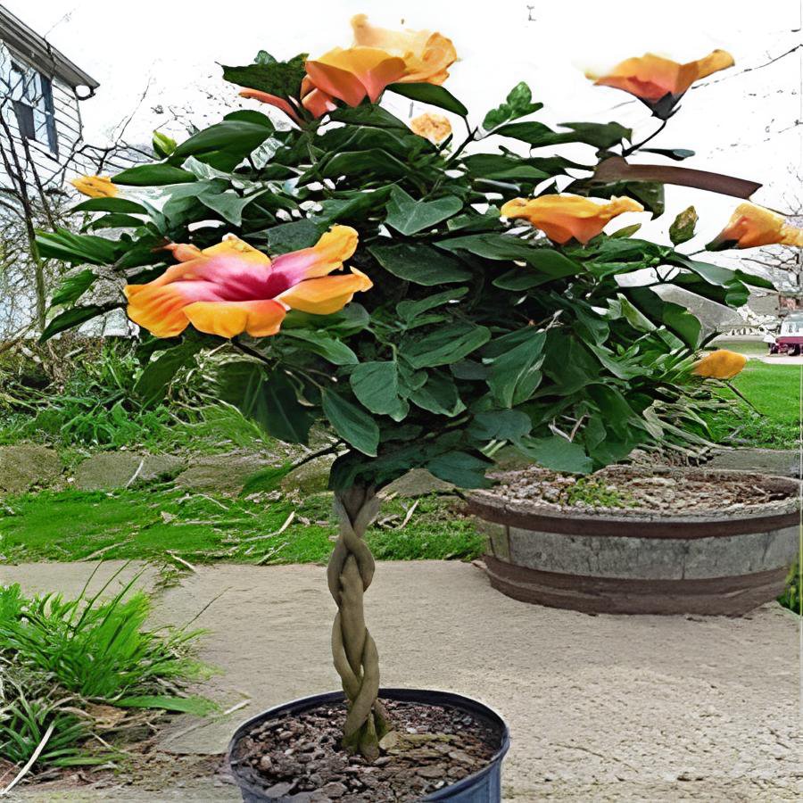 100 Seeds Rare Dipladenia Sanderi Fresh Seeds