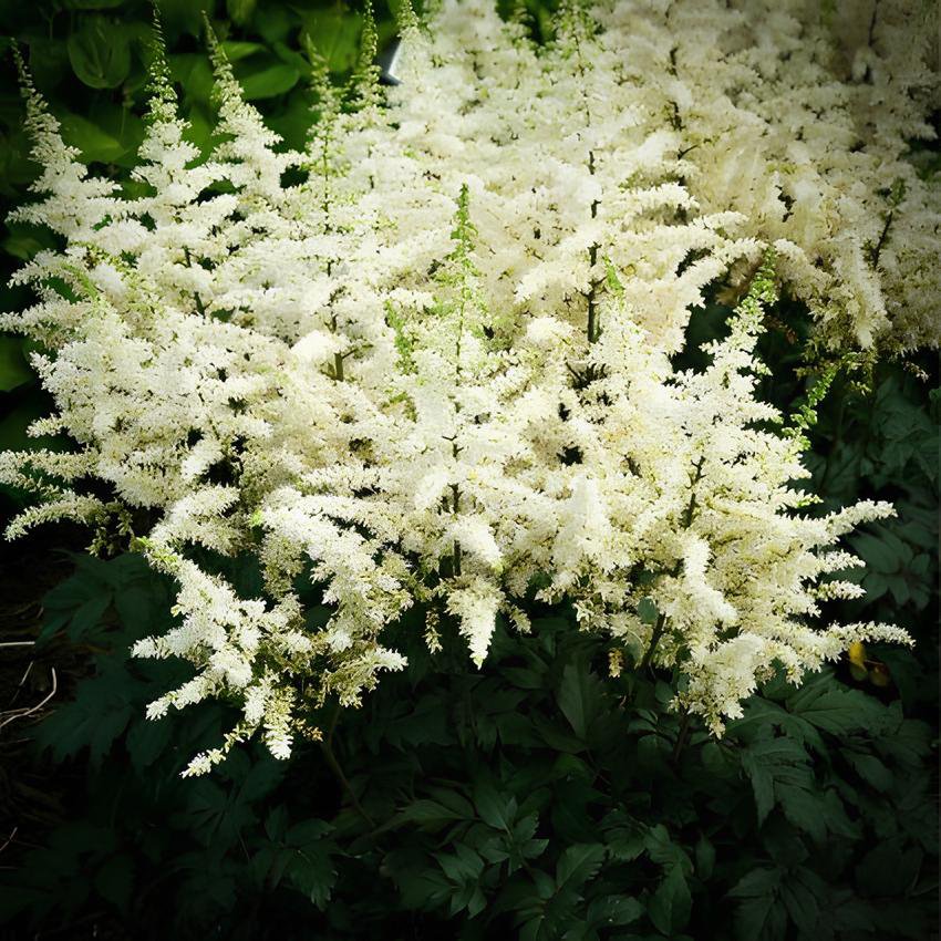 200 Seeds Astilbe Chinensis Seeds Light Yellow Color Fresh Seeds