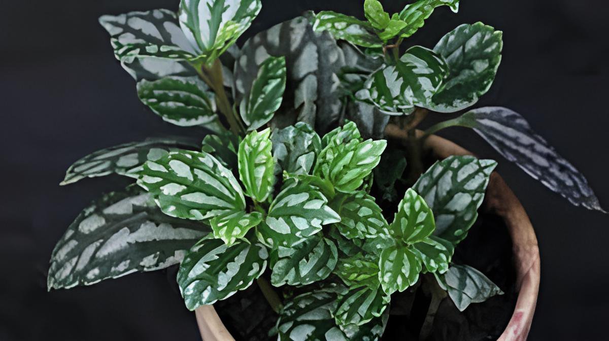 100 Seeds Pilea Notata Bonsai Beautiful Foliage Plants Fresh Seeds