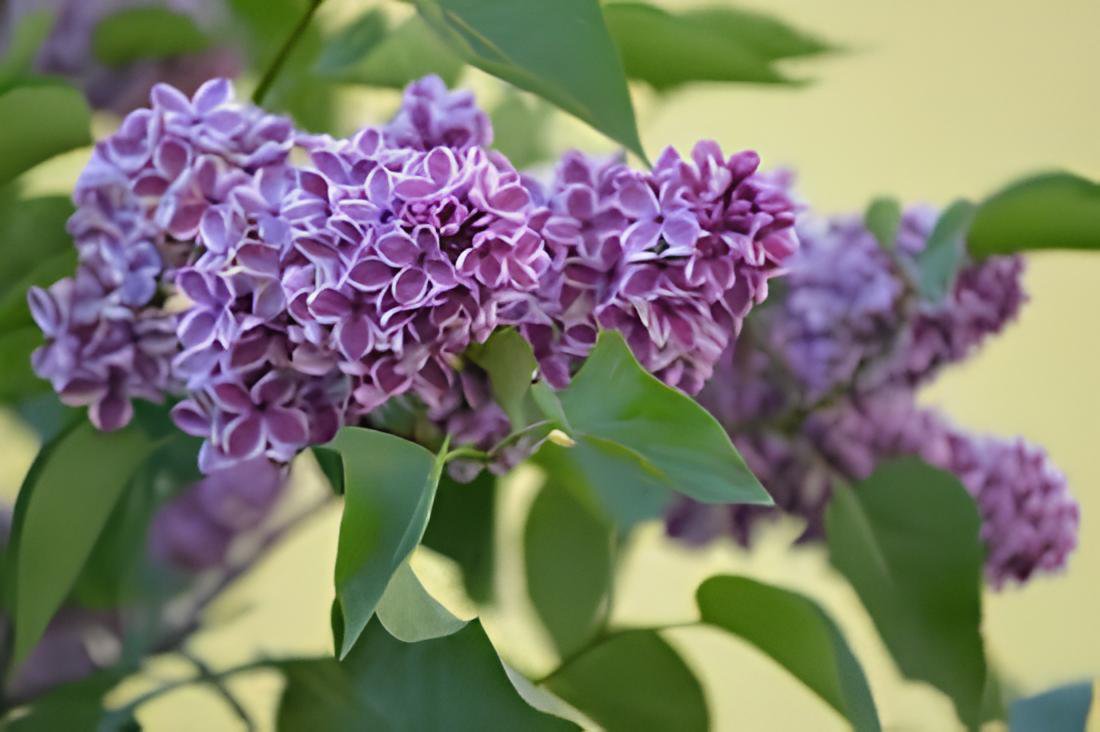 400 Seeds Lilac Flower Syringa Vulgaris Sensation Fresh Seeds