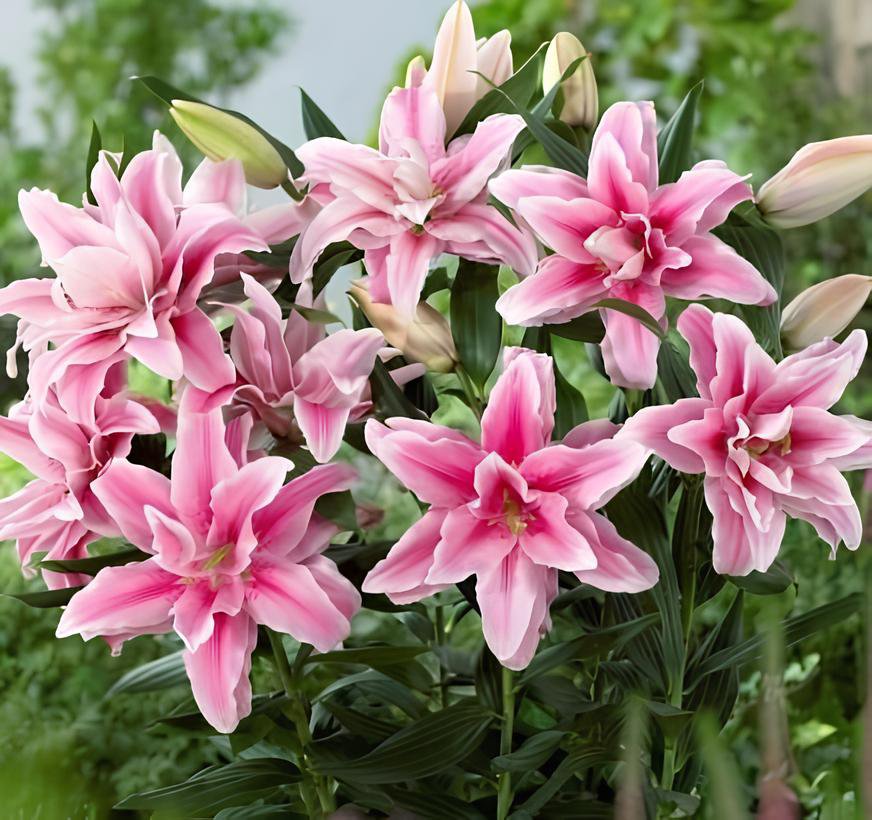 200 Seeds Double Lily Flower Plants - Rose Red Flowers Fresh Seeds