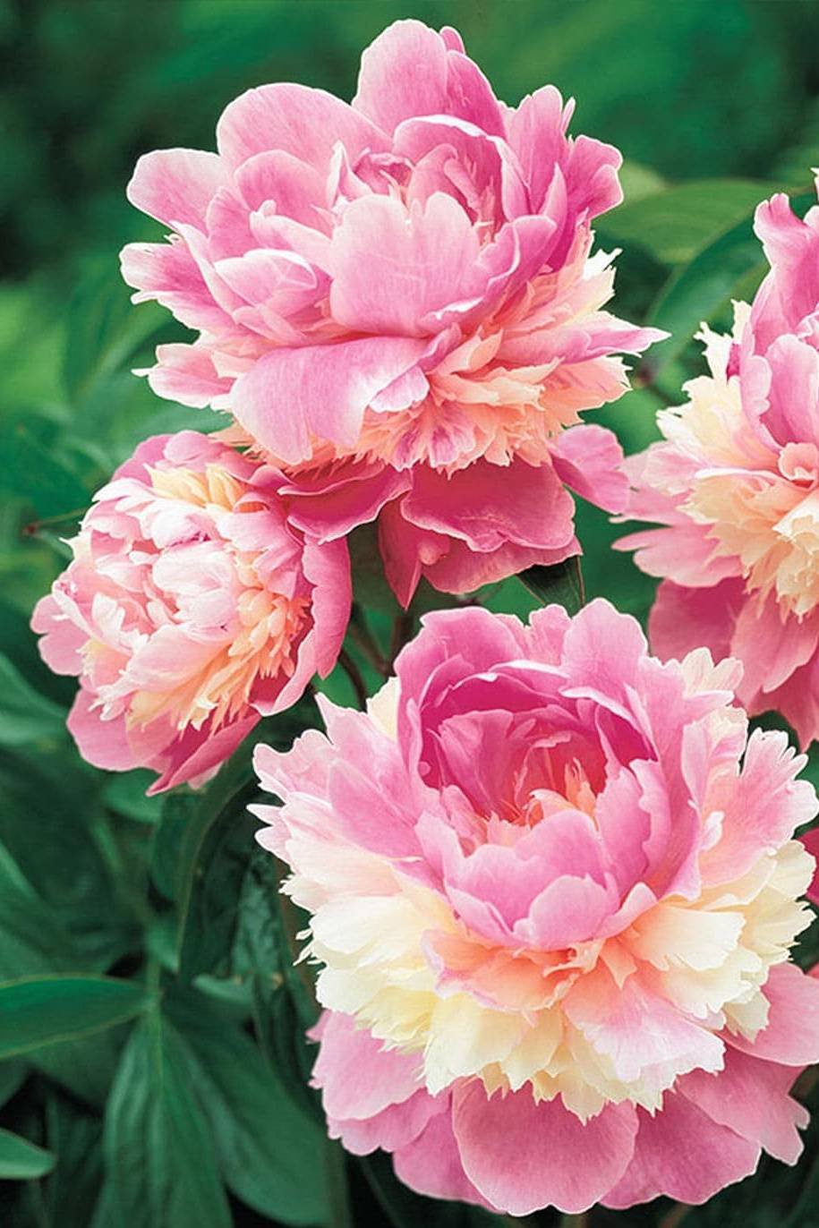 20 Seeds Chinese Peony Light Pink Ball Flowers Fresh Seeds