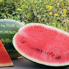 40 Seeds Very Sweet Big Oval Seedless Watermelon Organic Fresh Seeds