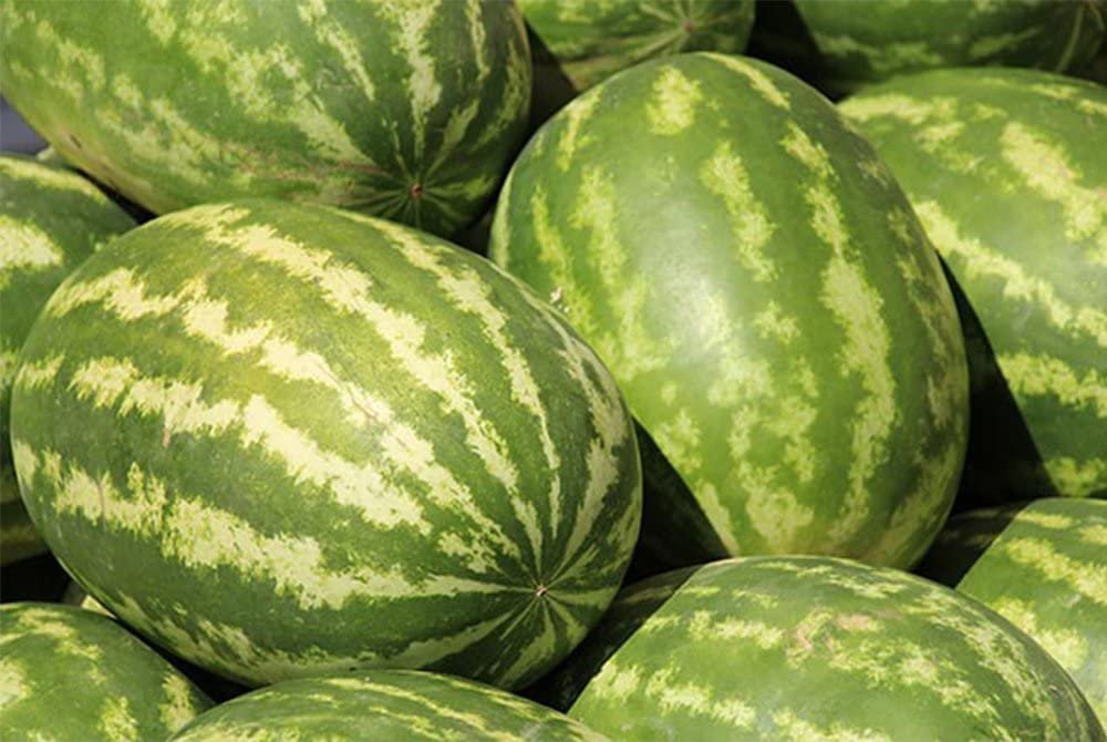 40 Seeds Very Sweet Big Oval Seedless Watermelon Organic Fresh Seeds