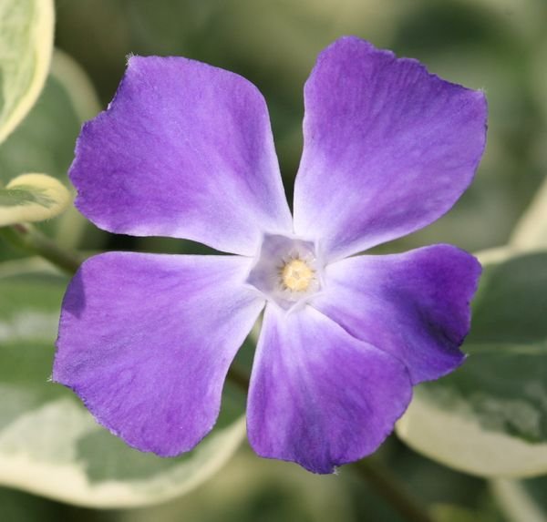20 Seeds Rare Beautiful Purple Periwinkle Vinca Major Flower Fresh Seeds