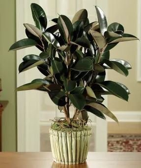 100 Seeds Ficus Elastica Decora Indian Rubber Tree Fresh Seeds