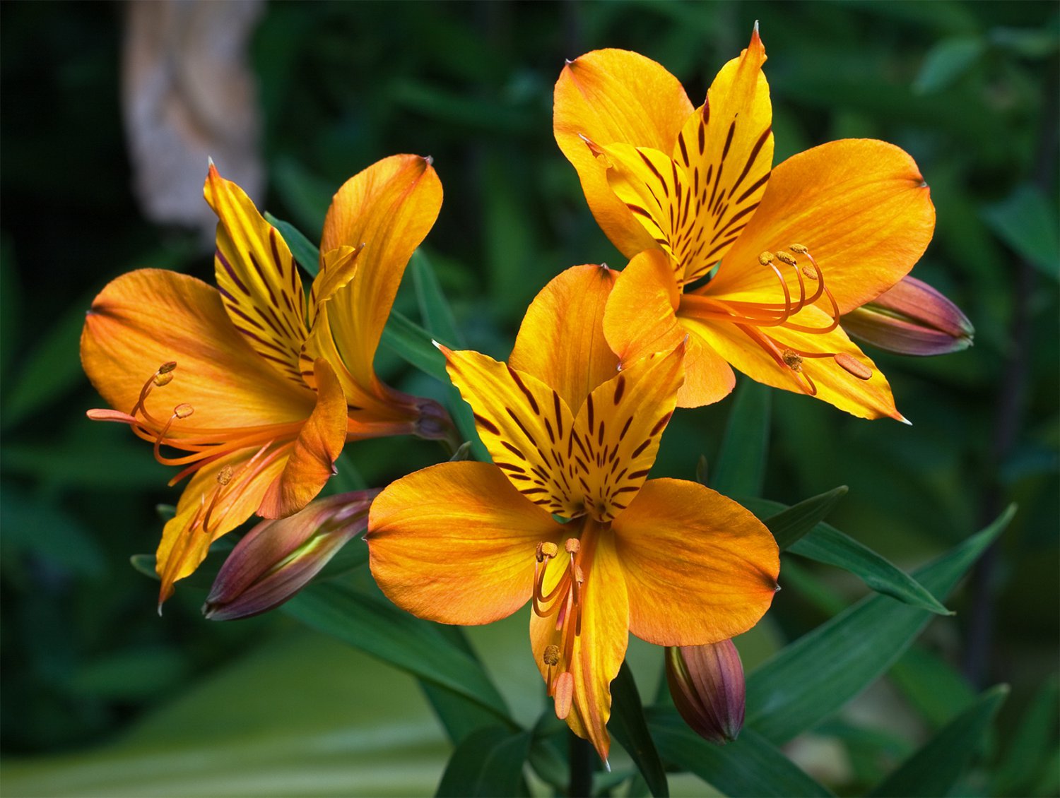 400 Seeds Alstroemeria Peruvian Lily Flower for Garden Fresh Seeds