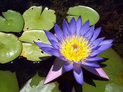 2 Seeds Purple Nymphaea Caerulea Water Lily Fresh Seeds