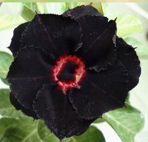 4 Seeds Rare 'Black Eyes' Double Adenium Desert Rose Fresh Seeds