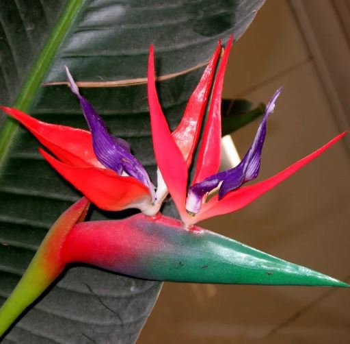 200 Seeds Strelitzia Reginae Bird of Paradise Fresh Seeds